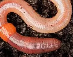 Phylum annelida: gusanos segmentados. Lombrices y sanguijuelas