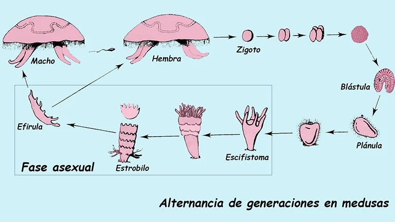 Reproducción animal. Clases de reproducción y otros conceptos